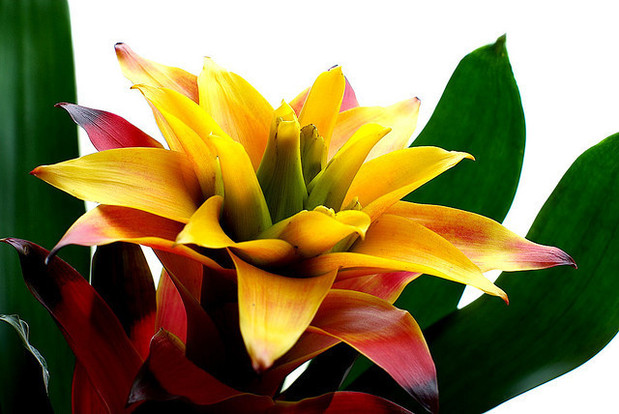 Pasakiškai kalėdinės bromelijos | Alfa.lt