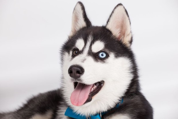 10 šunų veislių, kurios sukelia daugiausia netvarkos namuose | Alfa.lt