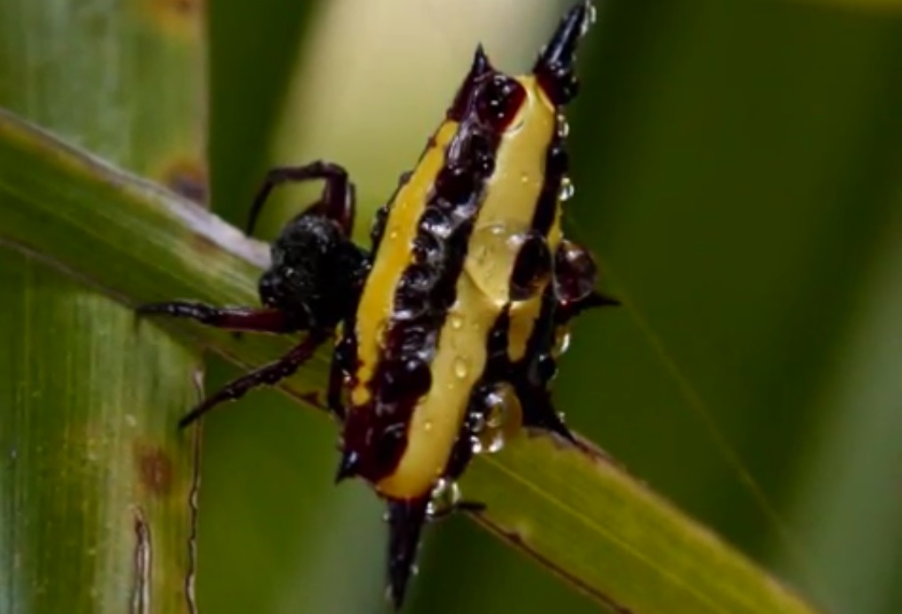 Top 10: vorai, kurie jus sužavės savo grožiu! | Alfa.lt