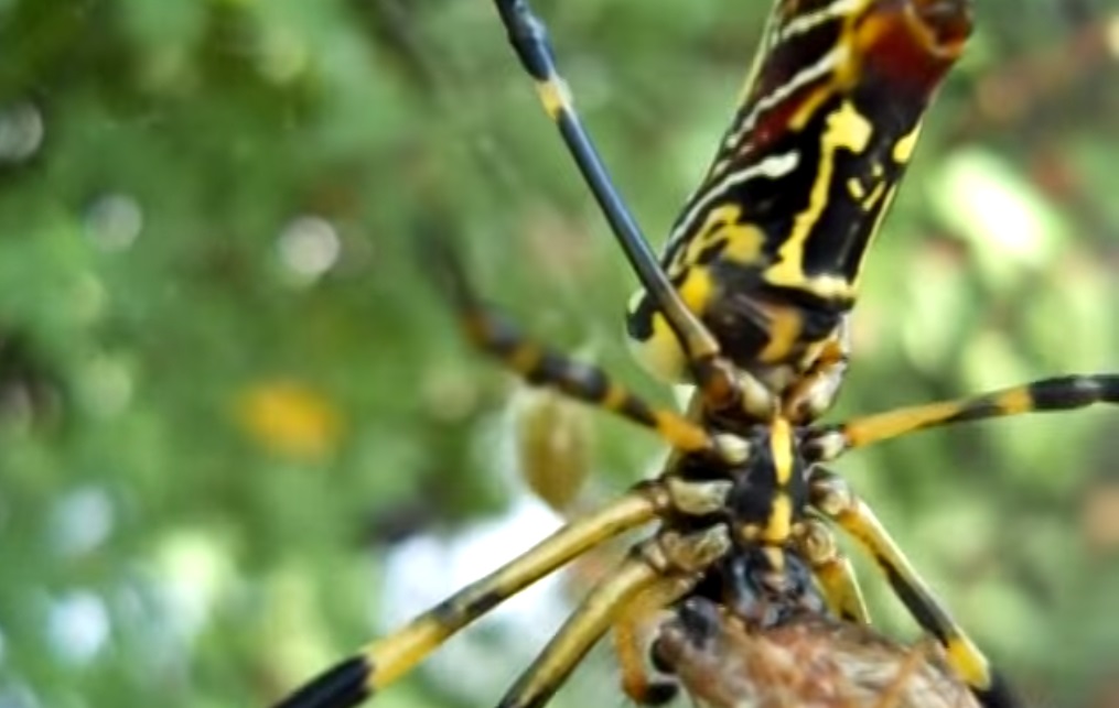 Top 10: vorai, kurie jus sužavės savo grožiu! | Alfa.lt