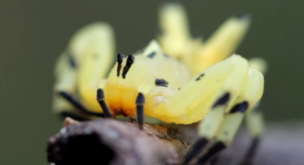 Top 10: vorai, kurie jus sužavės savo grožiu! | Alfa.lt