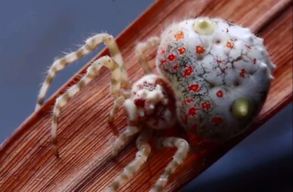 Top 10: vorai, kurie jus sužavės savo grožiu! | Alfa.lt