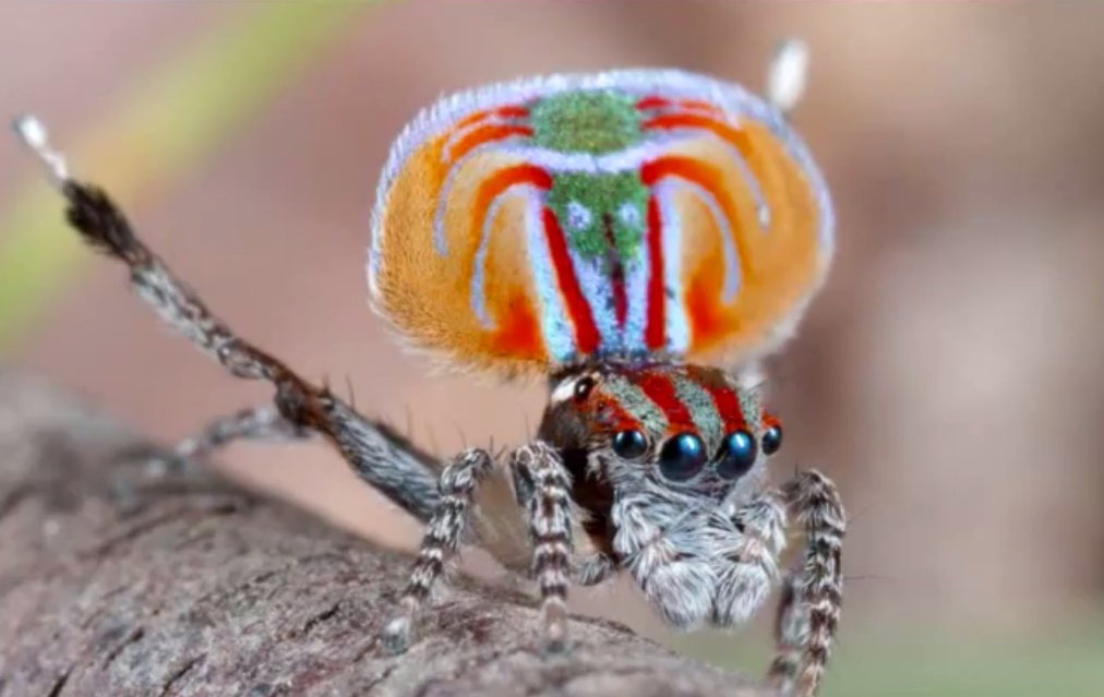 Top 10: vorai, kurie jus sužavės savo grožiu! | Alfa.lt