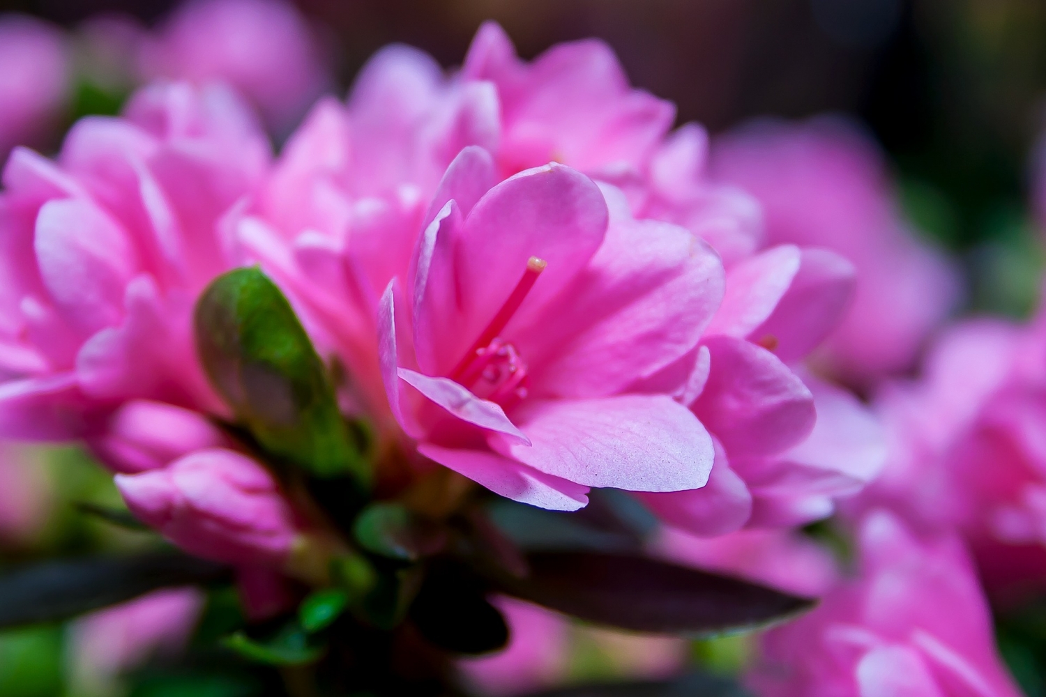 13 nuodingų augalų, kurie gali būti jūsų namuose | Alfa.lt