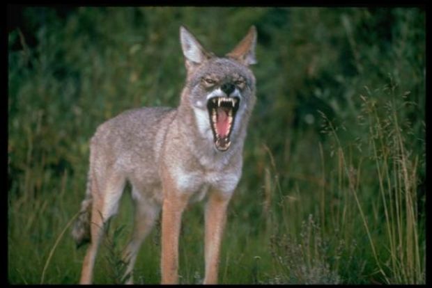 Greičiausi gyvūnai pasaulyje | Alfa.lt