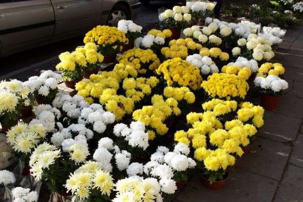 Sunkmečiu gyvas gėles kapinėse pakeitė dirbtinės | Alfa.lt
