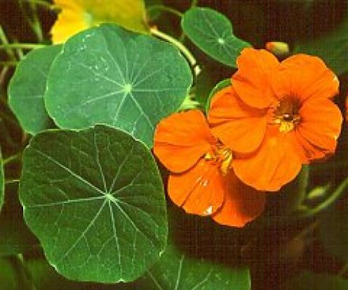 Augalai – veiksmingi antibiotikai | Alfa.lt